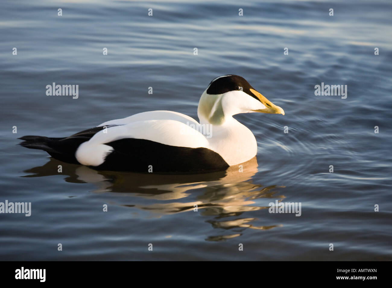 The male Common Eider black & white Duck Somateria mollissima Stock ...