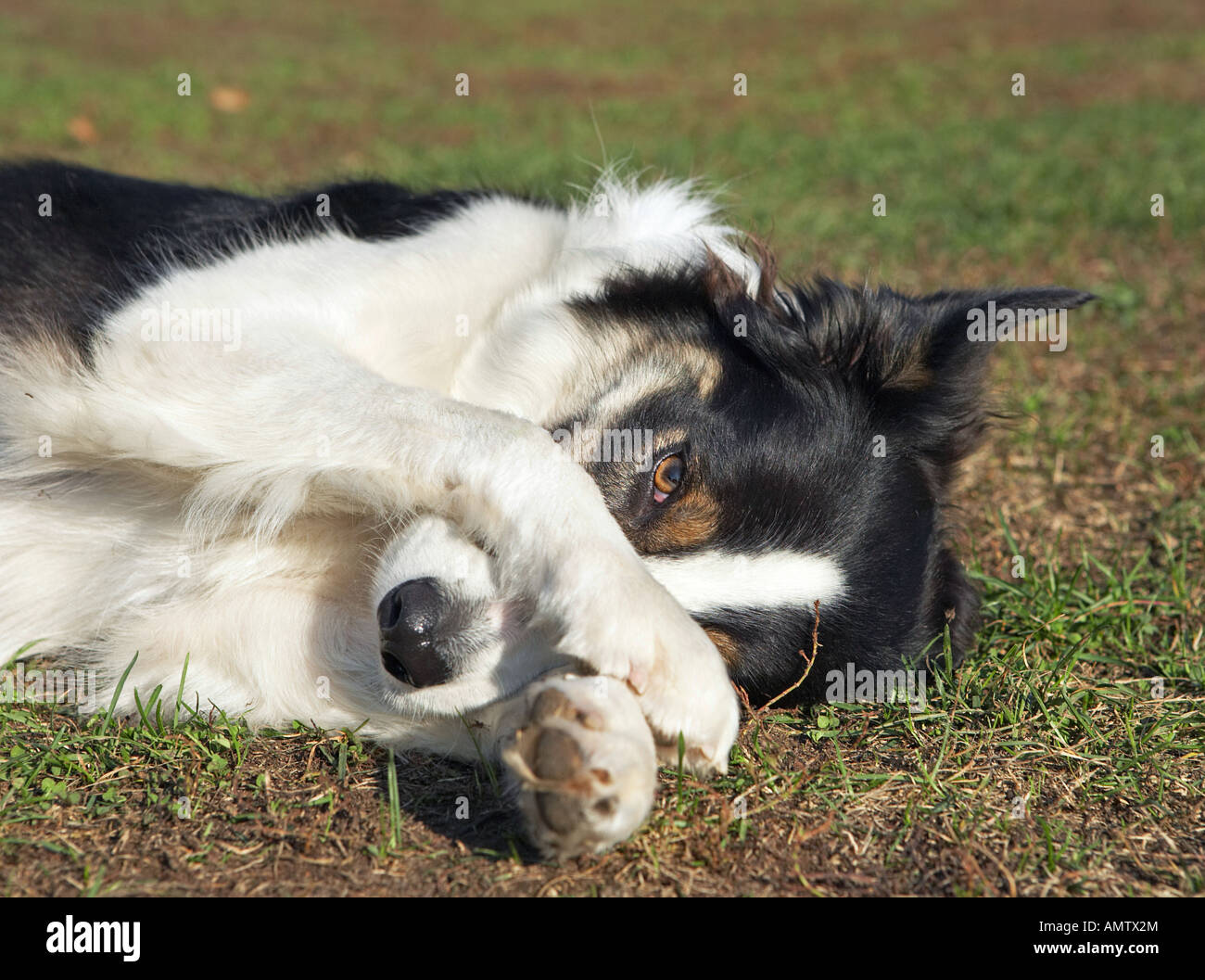 Border Collie dog - paws on muzzle Stock Photo - Alamy