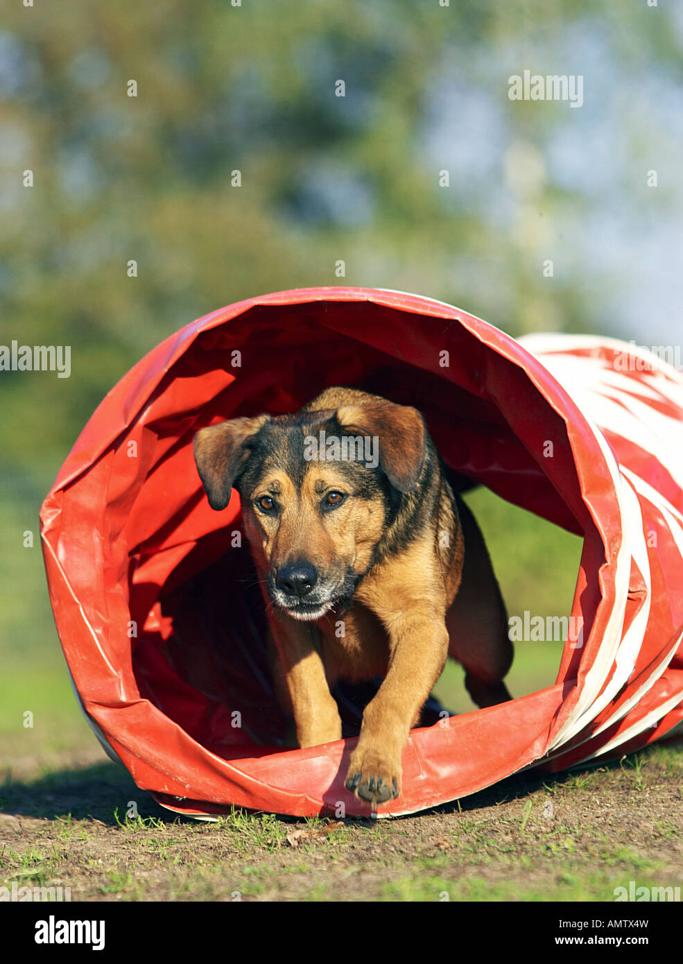 Agility : mixed-breed dog running through tunnel Stock Photo - Alamy