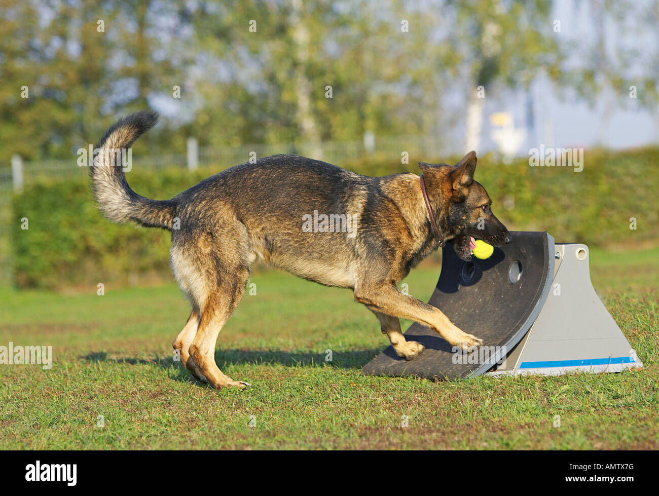 German Shepherd dog - playing Stock Photo - Alamy