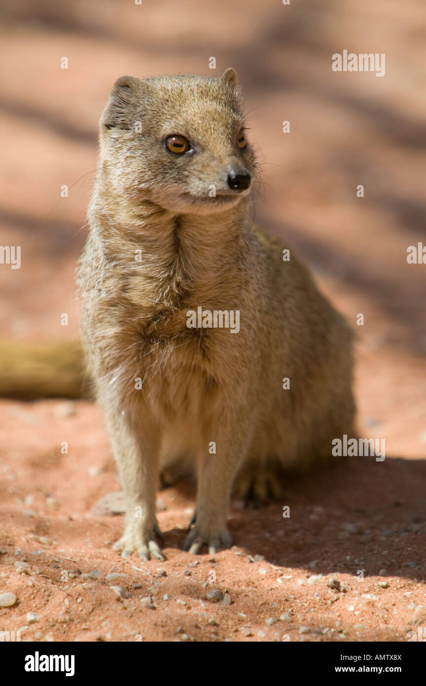 fur, mammal, nature, eyes, hunter, mongoose, Africa, Etosha, Namibia ...