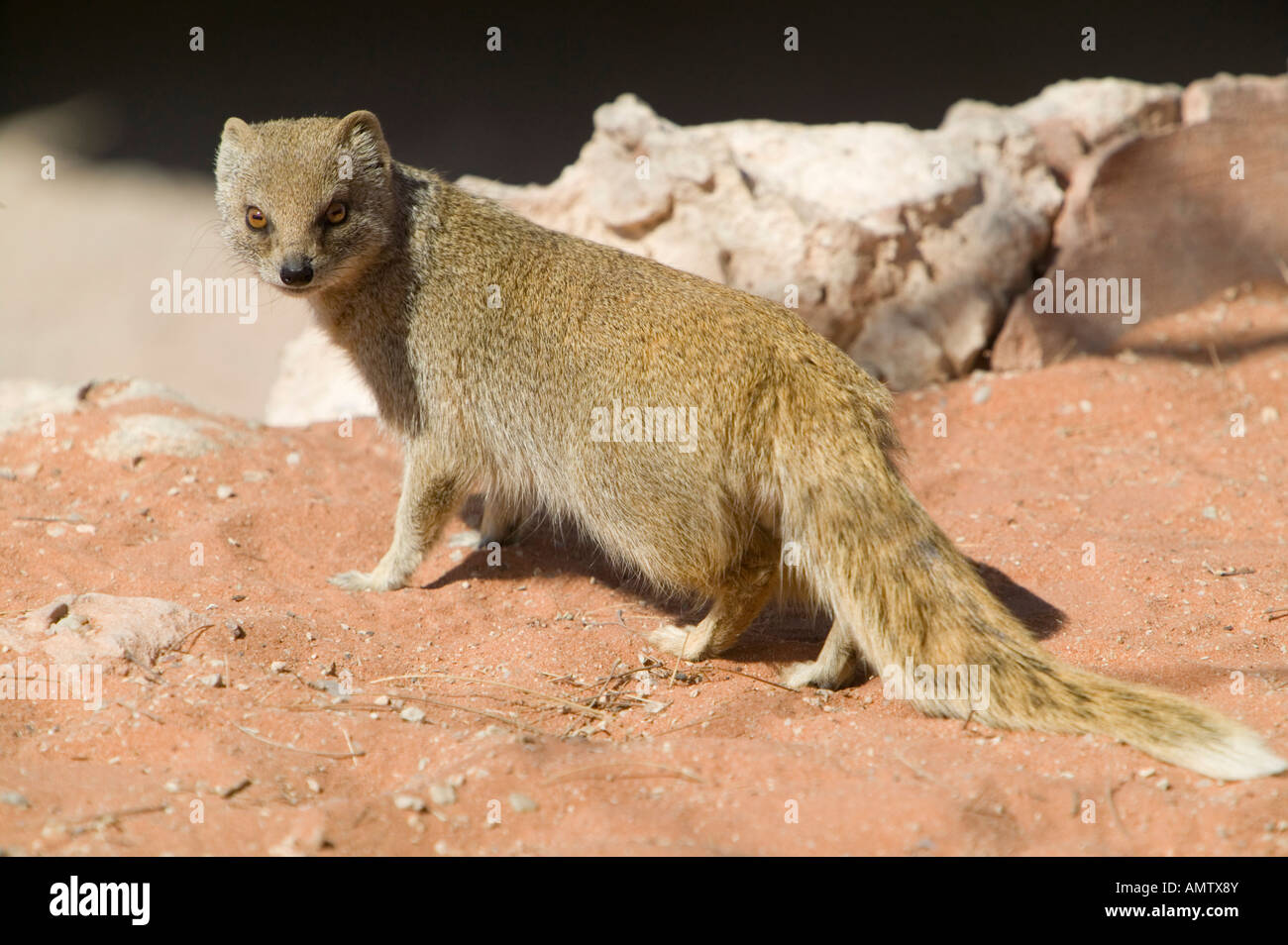 fur, mammal, nature, eyes, hunter, mongoose, Africa, Etosha, Namibia ...