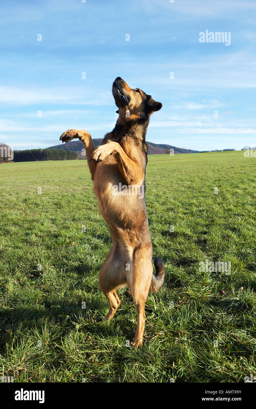 Standing on his hindpaws hi-res stock photography and images - Alamy