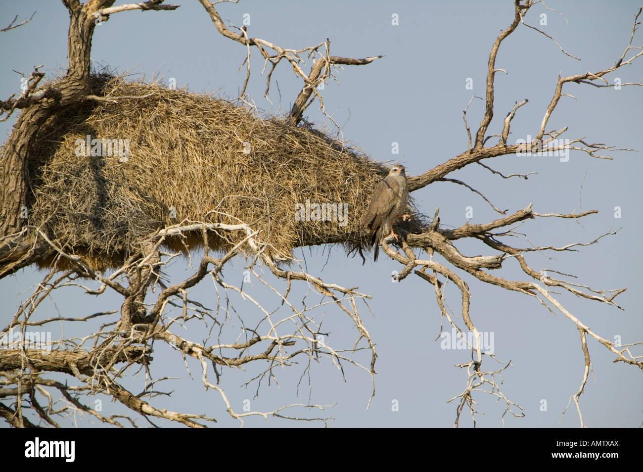 weaver, socius, communal, social, weaver, bird, hotel, birds ...