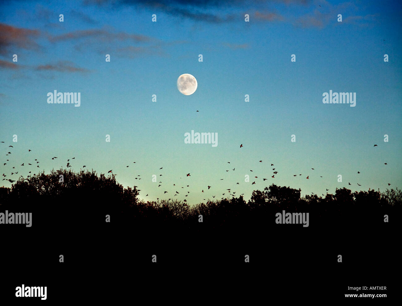 A full moon is in the evening blue sky above trees lit by the evening ...