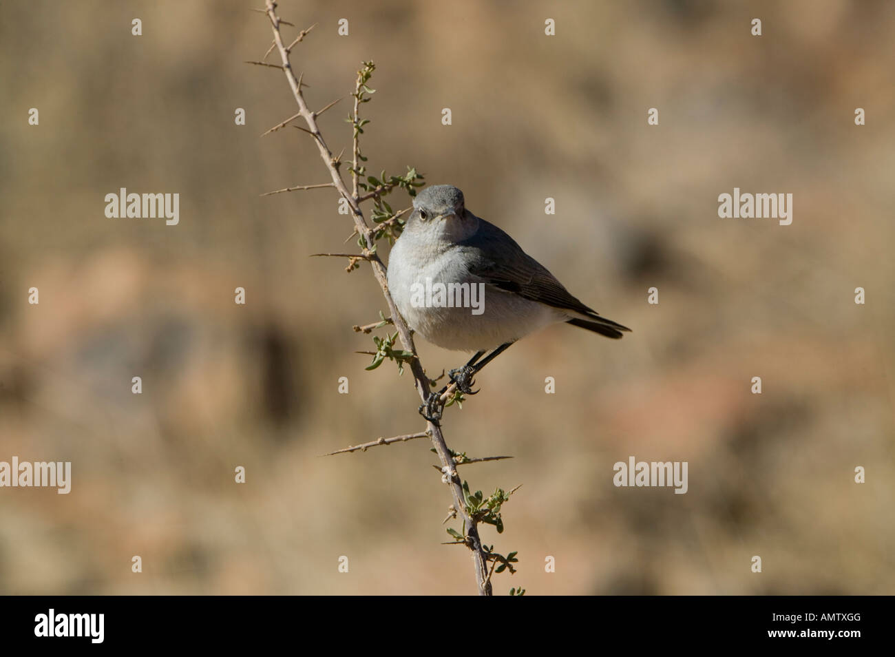 Kalahari, Robin, Erythropygia, paena, Namibia, africa, bird, Afric ...
