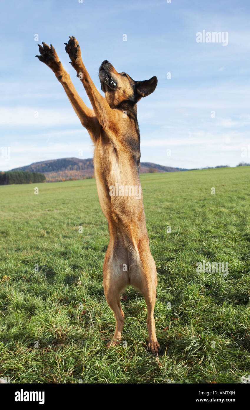 Standing on his hindpaws hi-res stock photography and images - Alamy