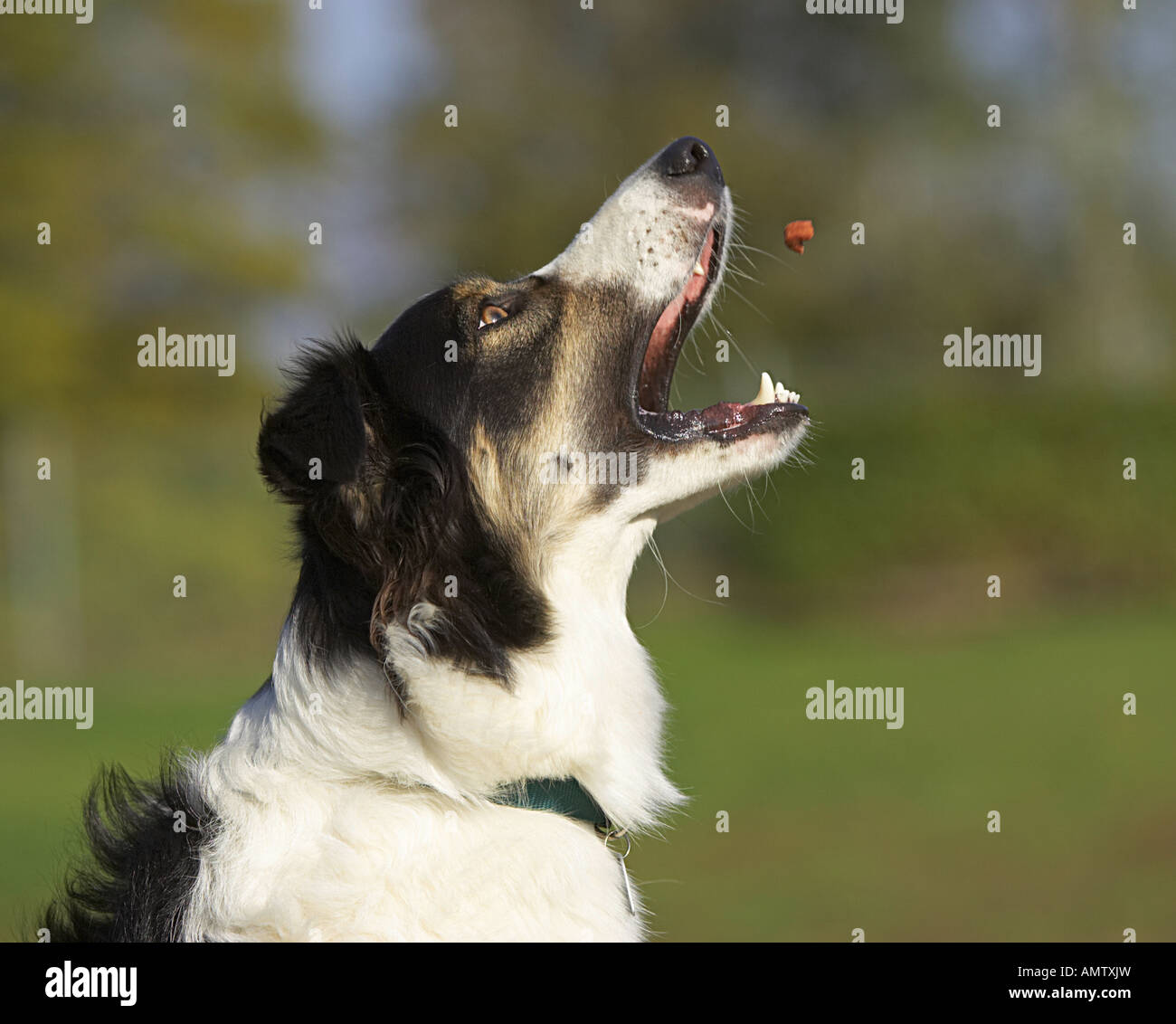 Border Collie dog catching treat Stock Photo - Alamy