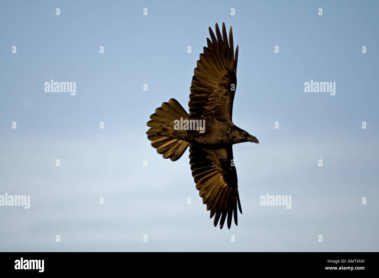 Tower of london beefeater raven hi-res stock photography and images - Alamy