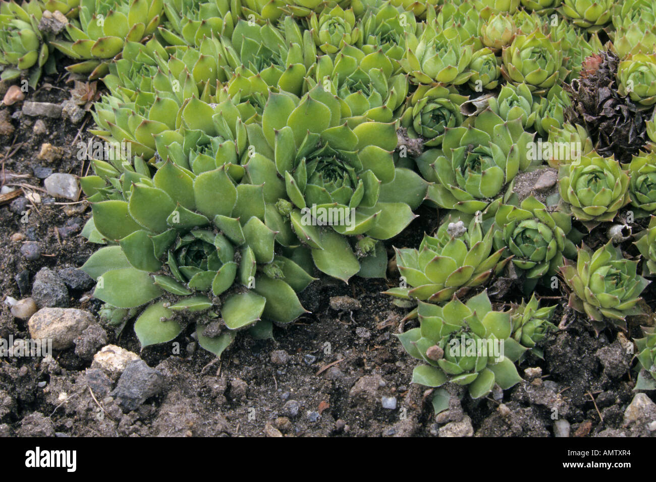 Sempervivum tectorum succulent hi-res stock photography and images - Alamy