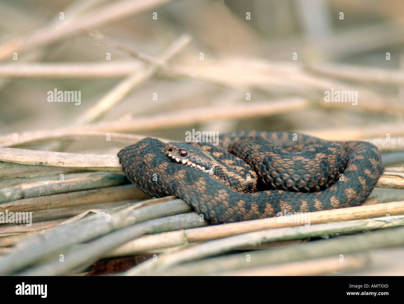 Common viper, crossed viper, European adder (Vipera berus), basking ...