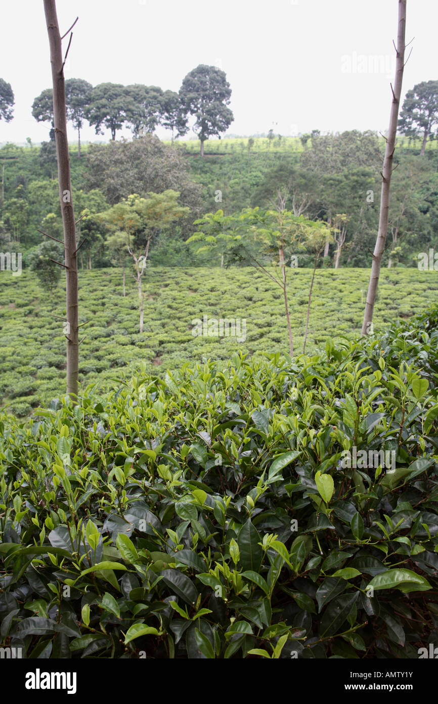 Tea Plantation near Malang Java Indonesia Stock Photo - Alamy