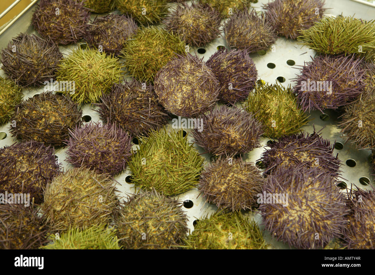 food, scrambled, typical, plat, beach, fish, animal, sea, nature ...