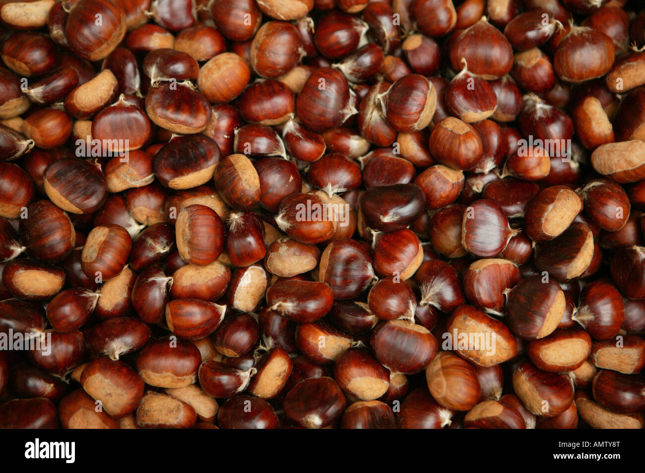 Castana Stock Photos & Castana Stock Images - Alamy