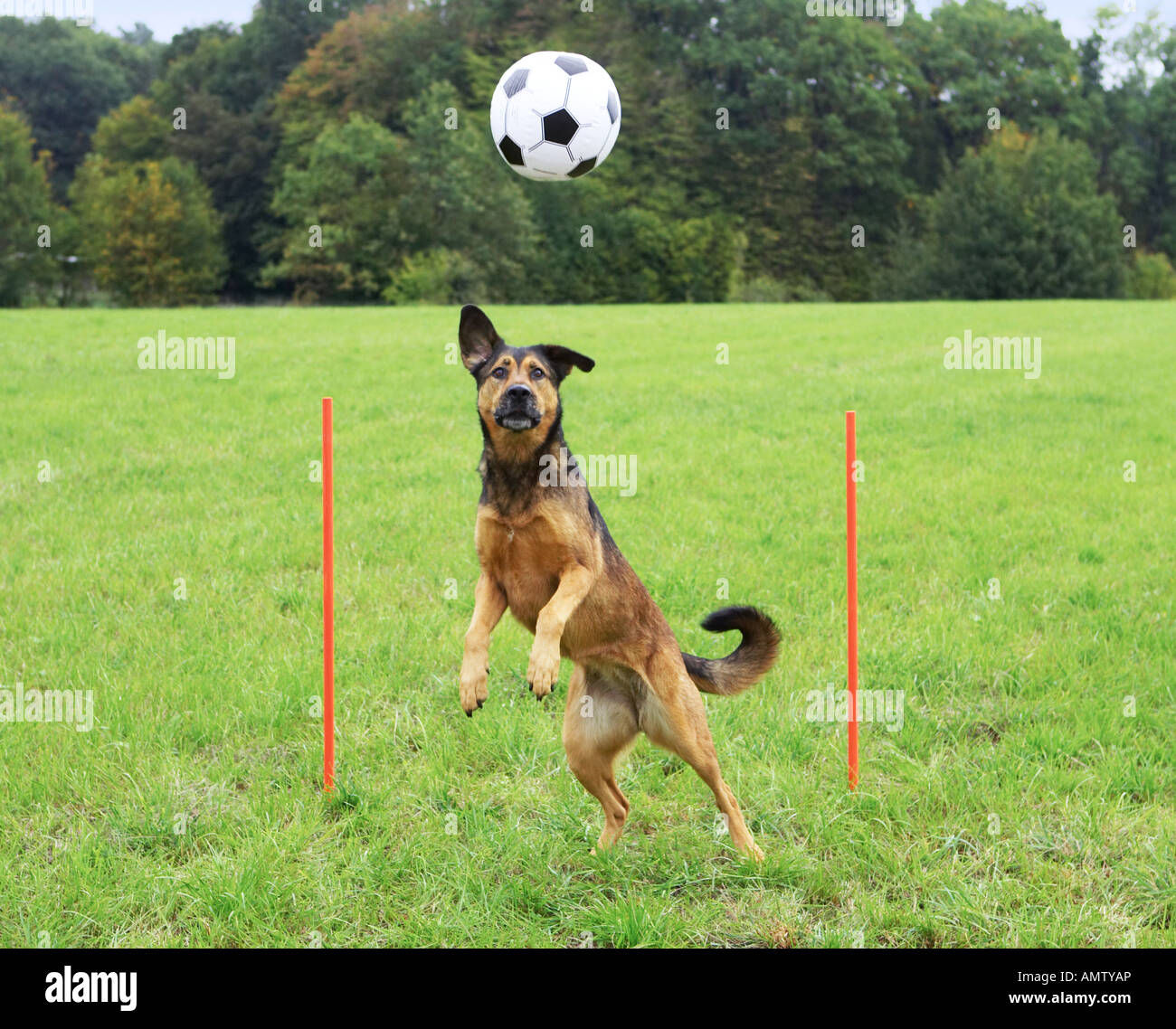 half breed dog - playing Stock Photo - Alamy