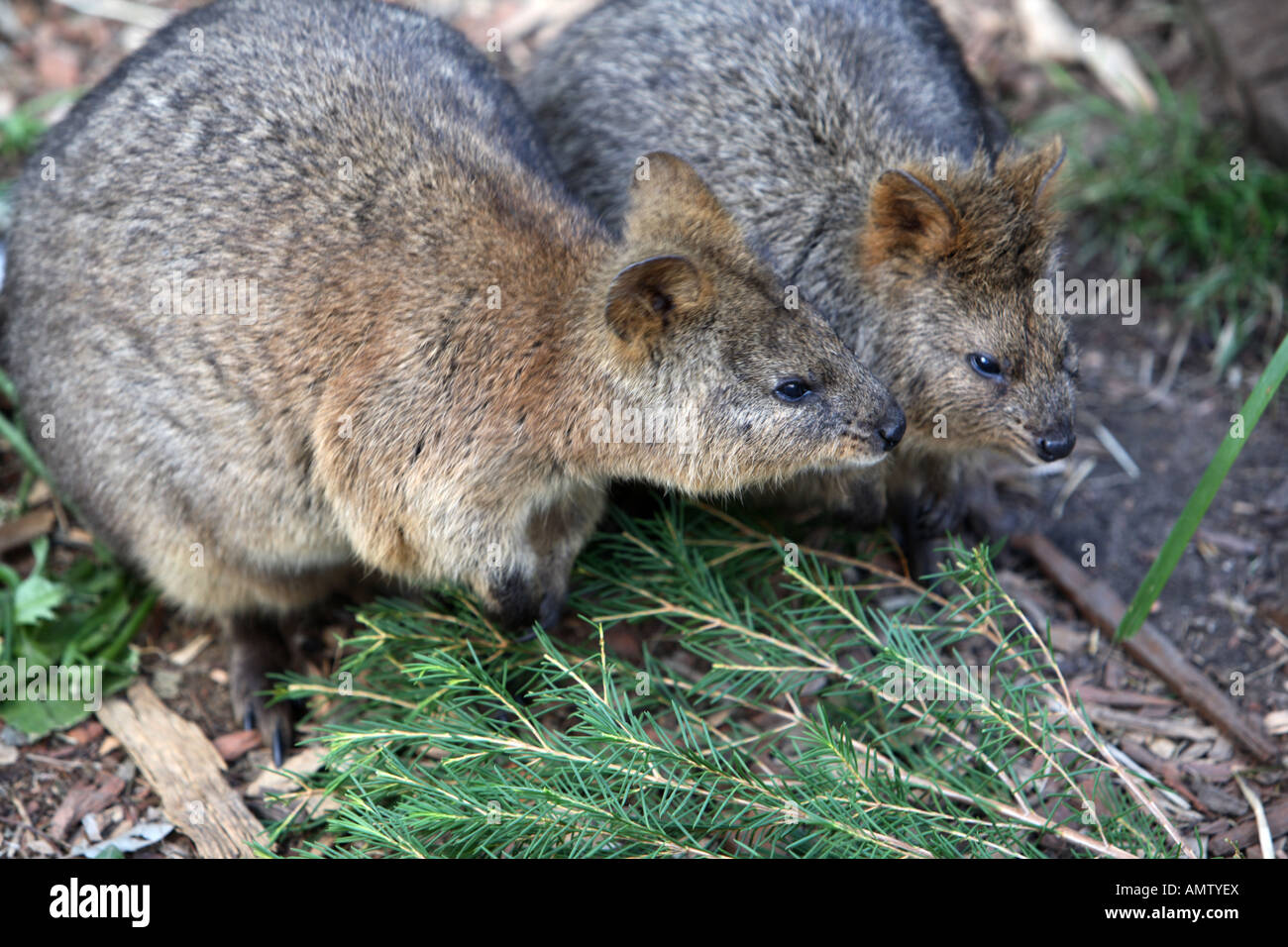 Two Potaroo in Taronga Zoo Stock Photo - Alamy