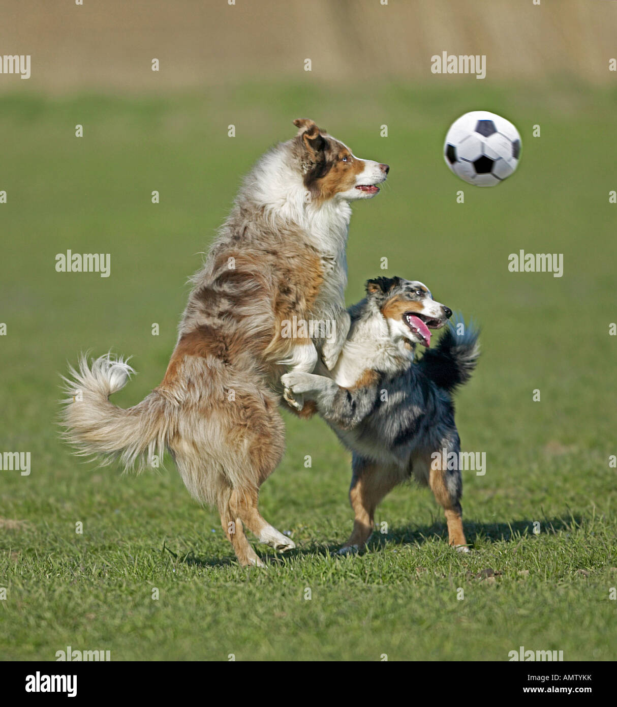 two Australian Shepherd dogs - playing Stock Photo - Alamy