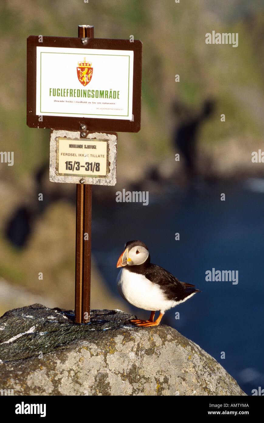 Atlantic puffin (Fratercula arctica), portrait, Bird Island of Runde ...