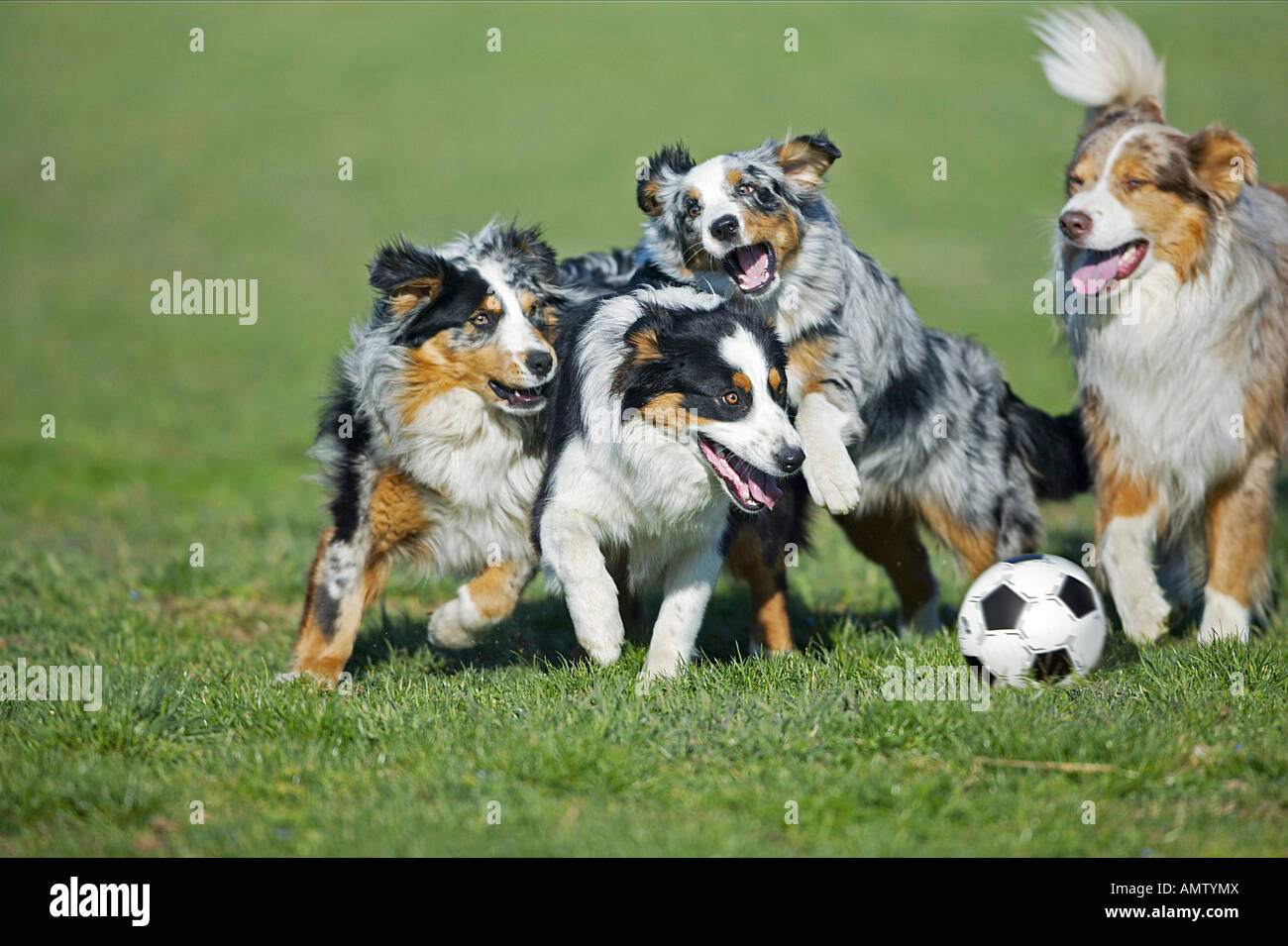 Dogs playing with toy hi-res stock photography and images - Alamy
