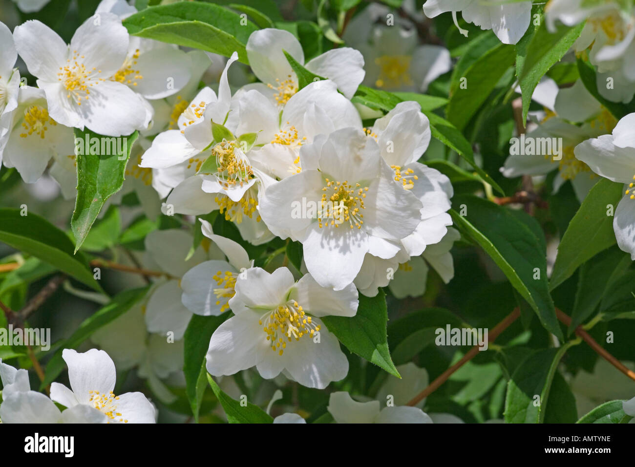 Jasmin blooms hi-res stock photography and images - Alamy