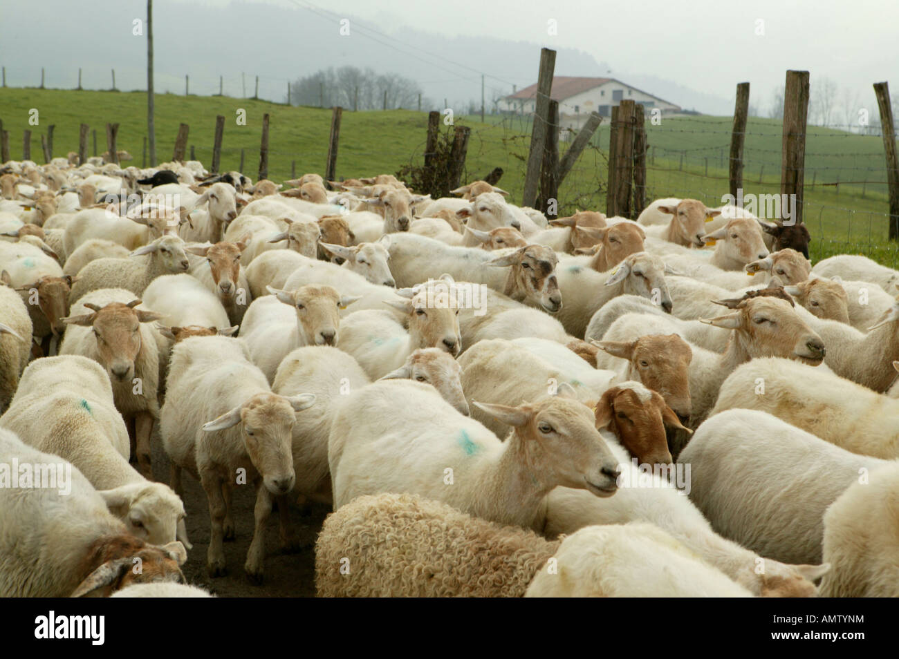 lamb,flock, sheep, Pais Vasco, Spain, landscape, Shepherds, countryside ...