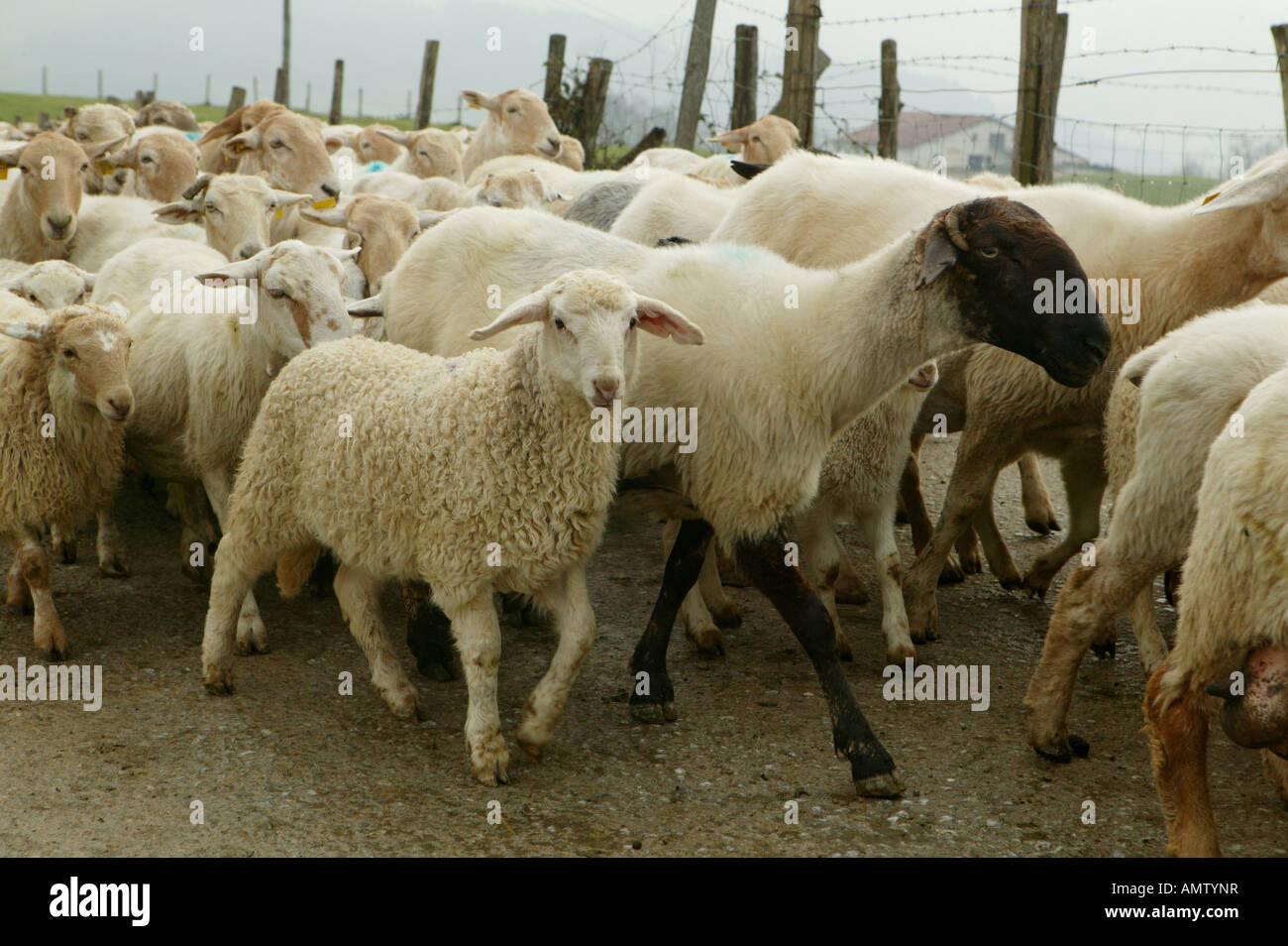 lamb,flock, sheep, Pais Vasco, Spain, landscape, Shepherds, countryside ...