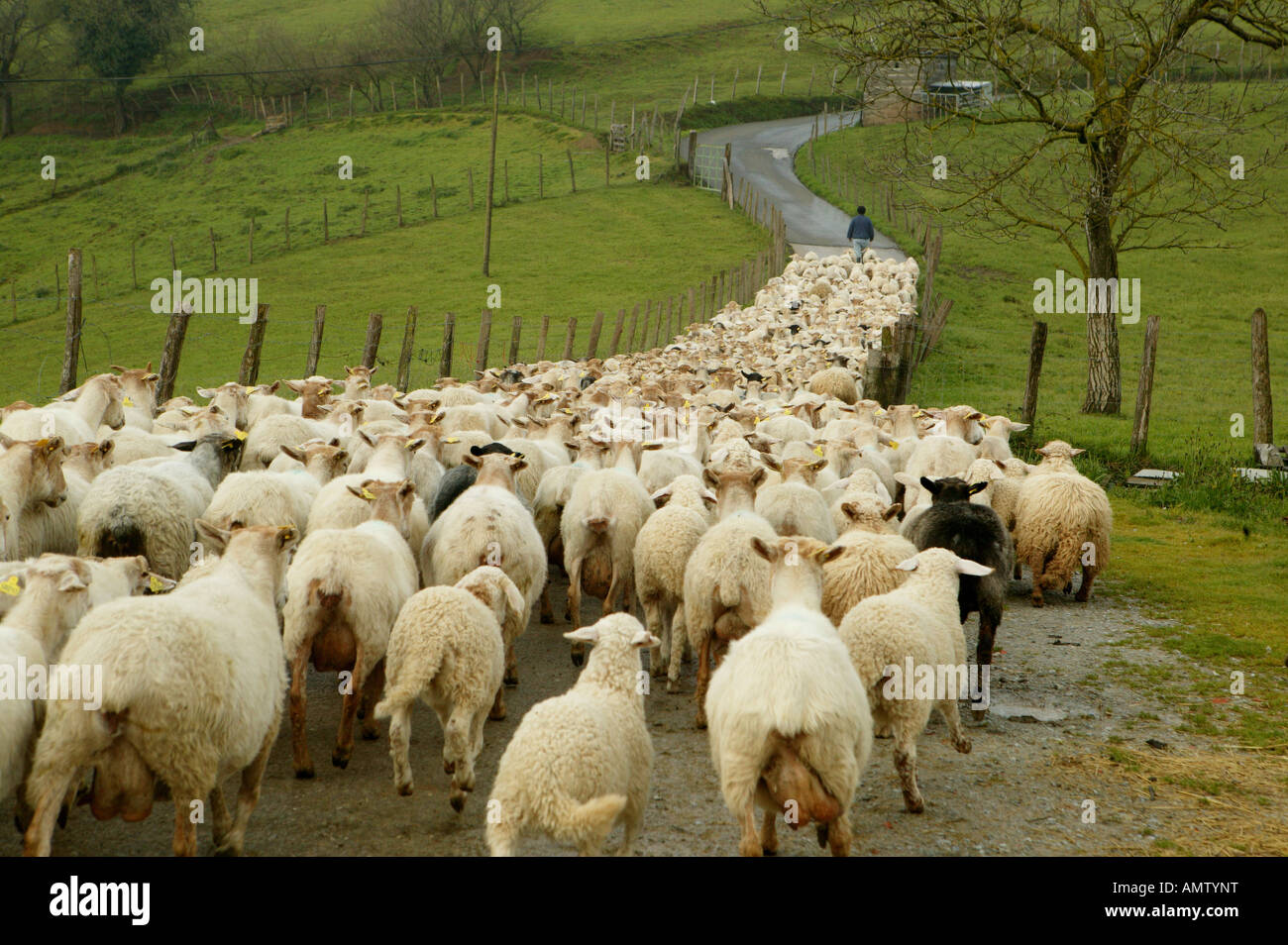 lamb,flock, sheep, Pais Vasco, Spain, landscape, Shepherds, countryside ...