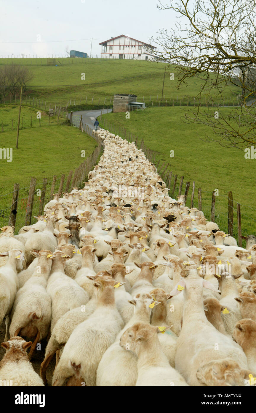 lamb,flock, sheep, Pais Vasco, Spain, landscape, Shepherds, countryside ...