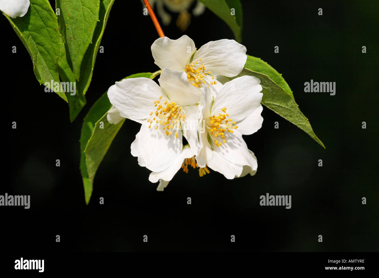 Jasmin hi-res stock photography and images - Alamy