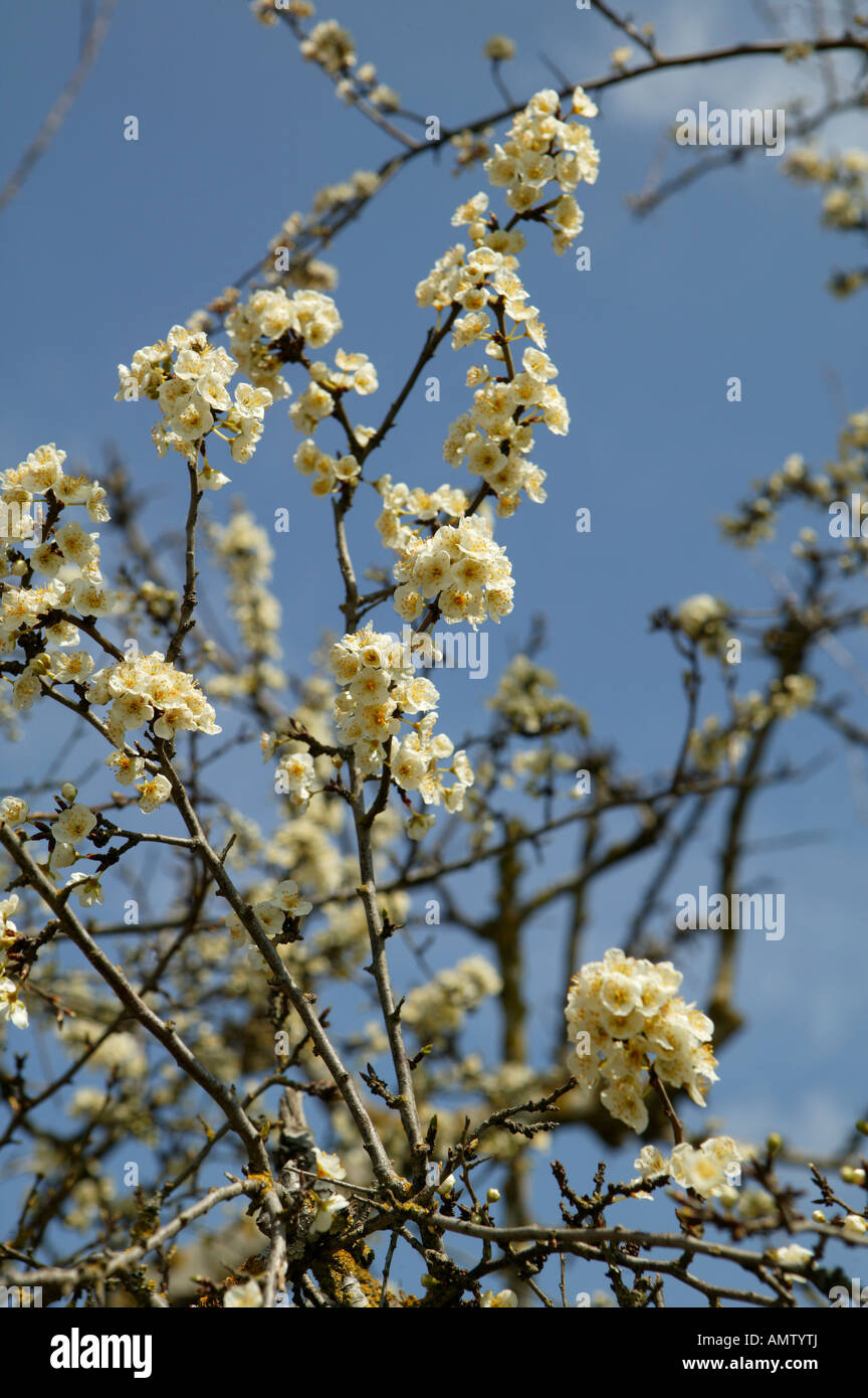 flower, plant, blue, white, spring, Spain, colors, nature, flowers ...