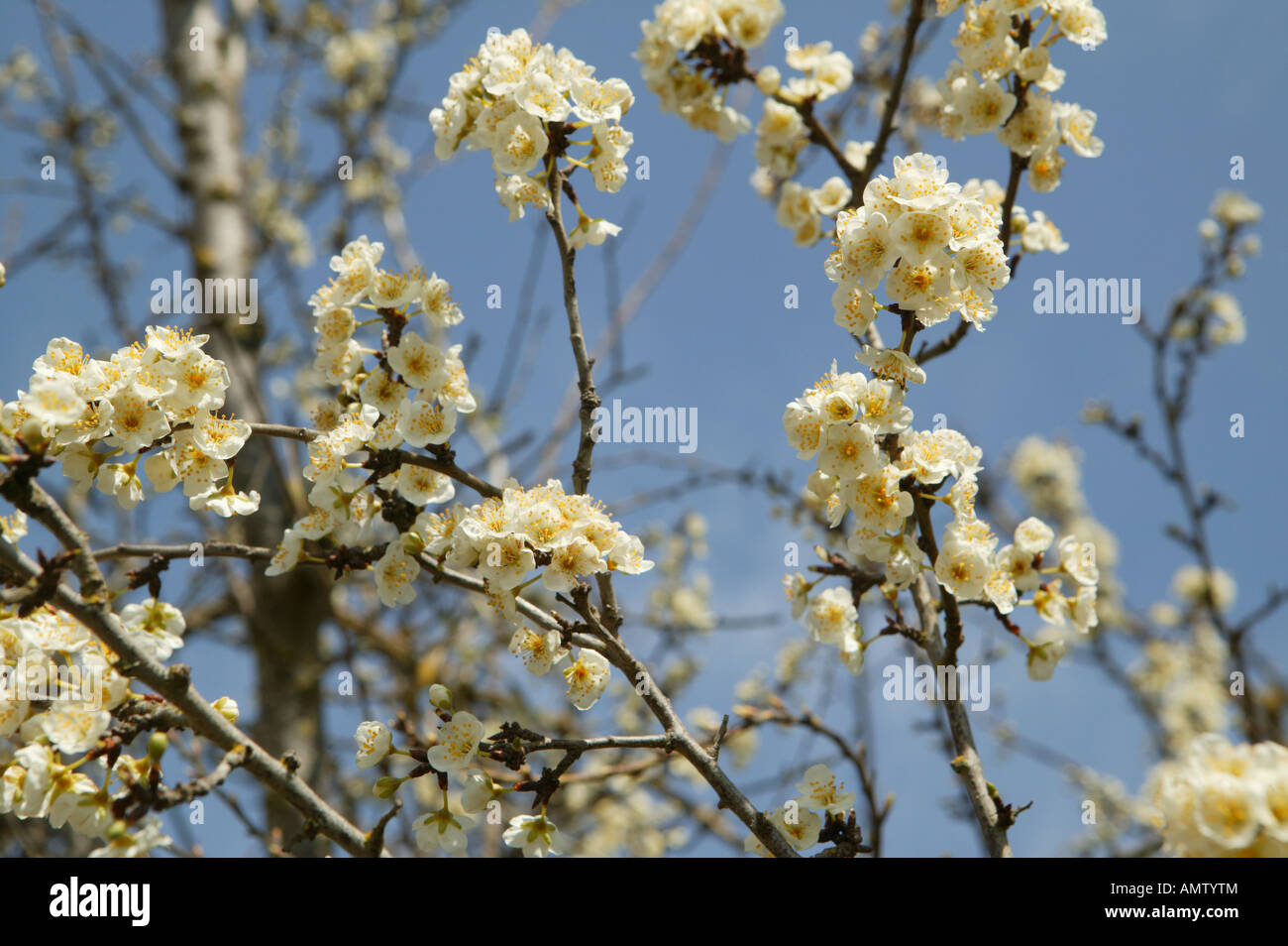 flower, plant, blue, white, spring, Spain, colors, nature, flowers ...