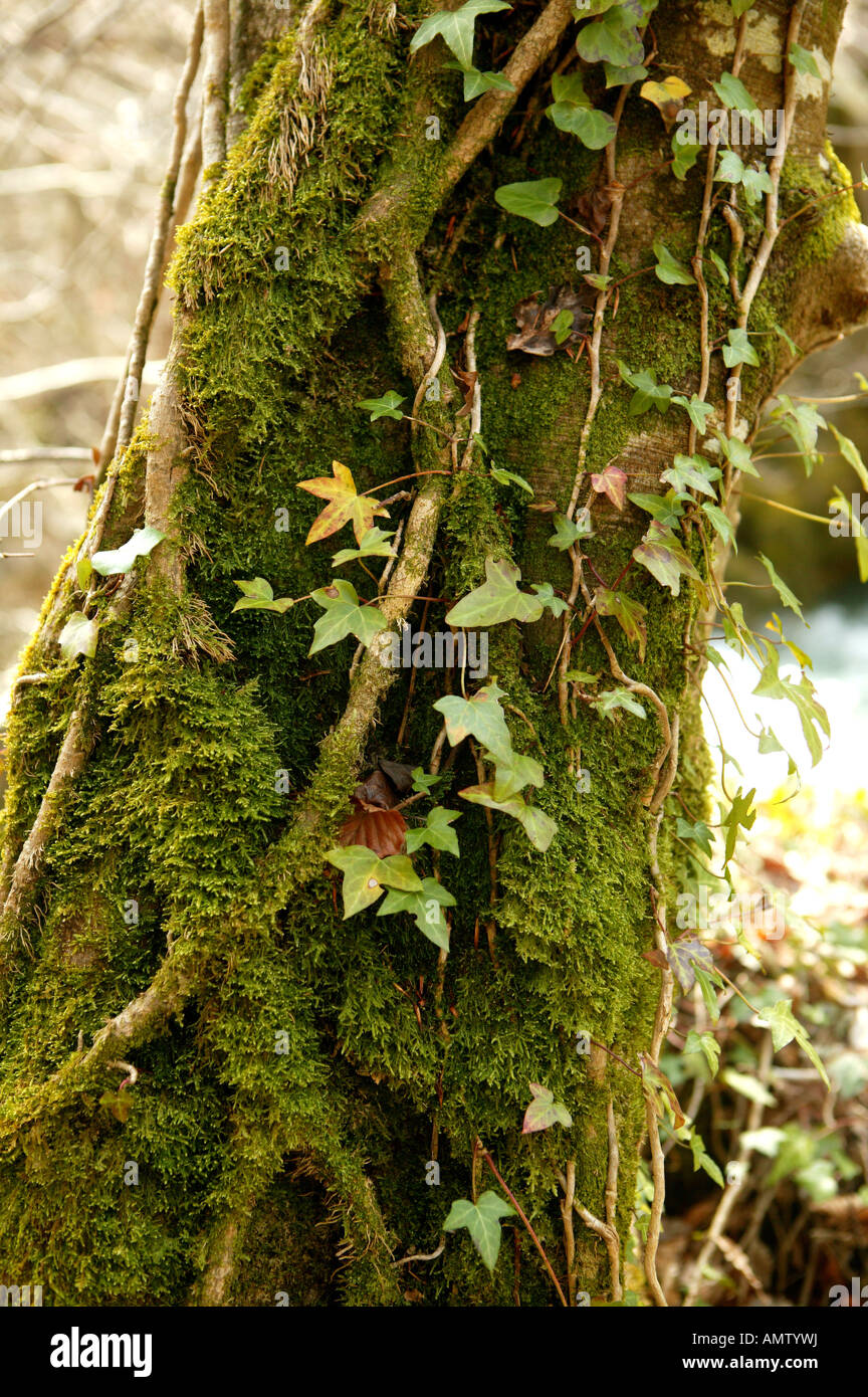 rood, plant, nature, Urbasa, Navarra, Park, National, green, Spain ...