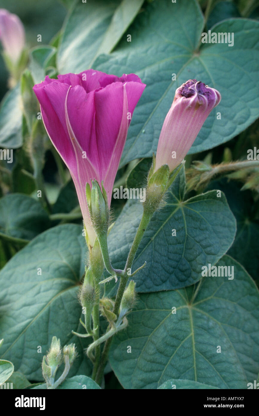 Ipomoea species hi-res stock photography and images - Alamy