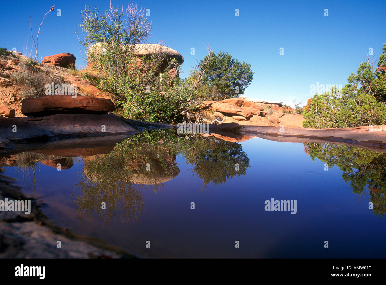 Elephant Foot with Lagoon Stock Photo - Alamy