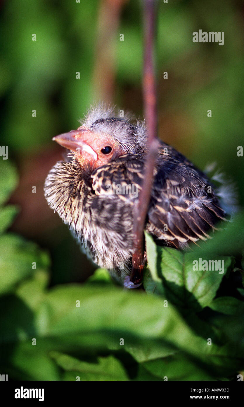 Baby red winged blackbird in a tree waits for food from parents Stock ...