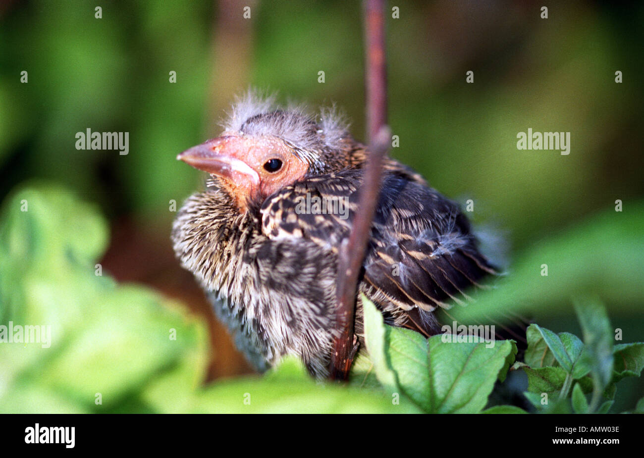 Baby red winged blackbird in a tree waits for food from parents Stock ...
