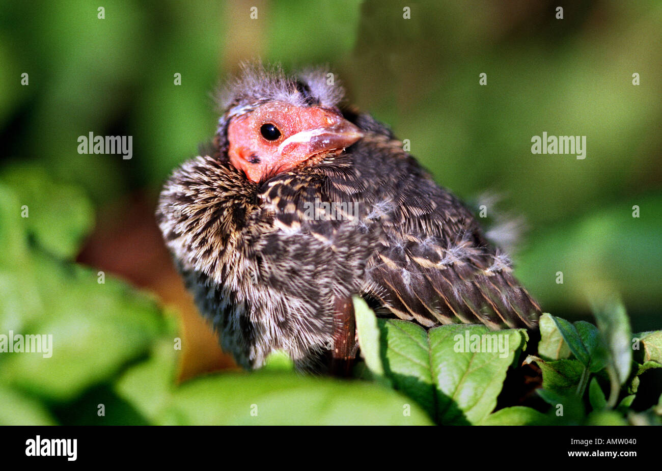 Baby red winged blackbird in a tree waits for food from parents Stock ...