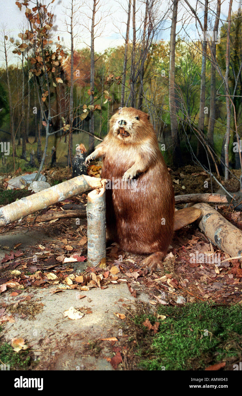 Animal dam hi-res stock photography and images - Alamy