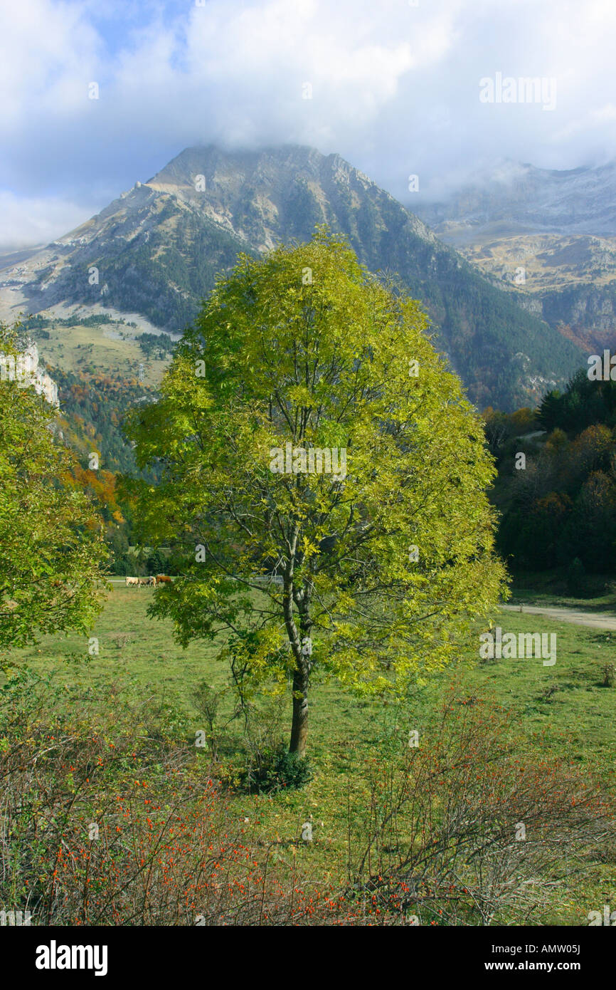 Common or European Ash Tree, Fraxinus excelsior. Whole tree. Pyrenees ...