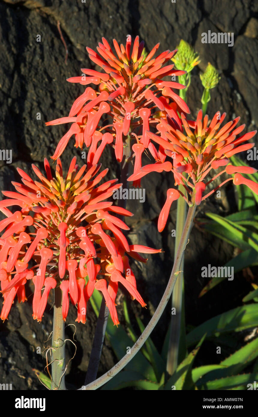 flora from Mauritius Stock Photo - Alamy