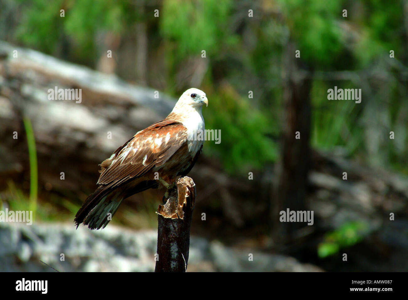 Eagle, Queensland Australia Stock Photo - Alamy