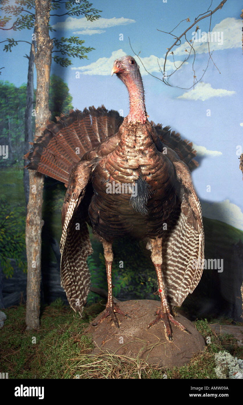Male turkey hi-res stock photography and images - Alamy