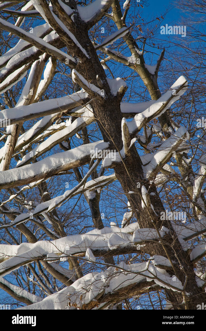 Trees covered with snow a typical Canadian Winter Scenes taken near ...