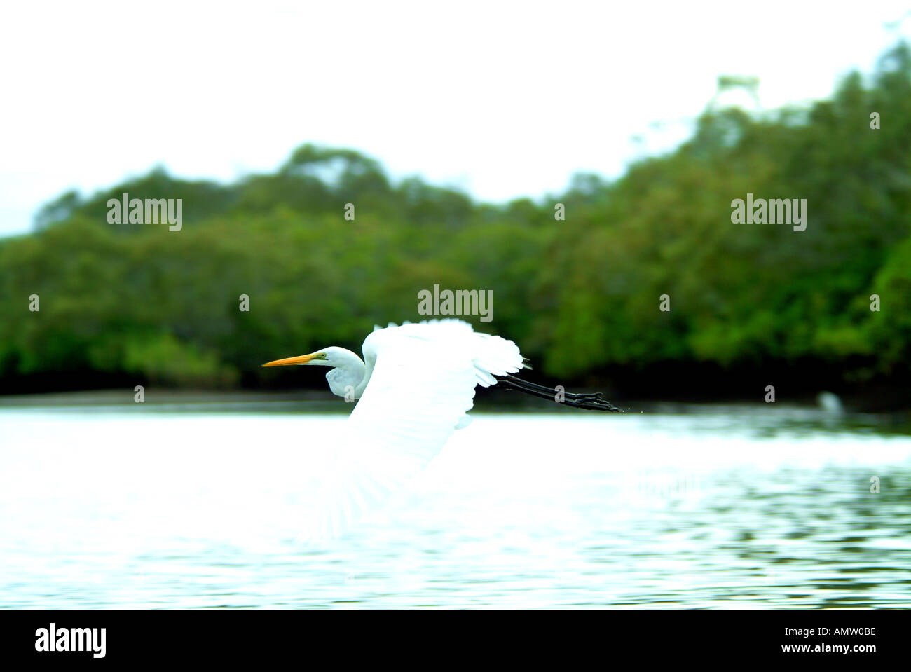 Egrit bird hi-res stock photography and images - Alamy