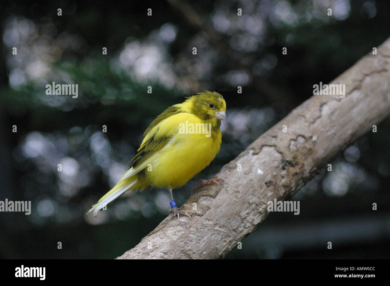Canary aviary hi-res stock photography and images - Alamy