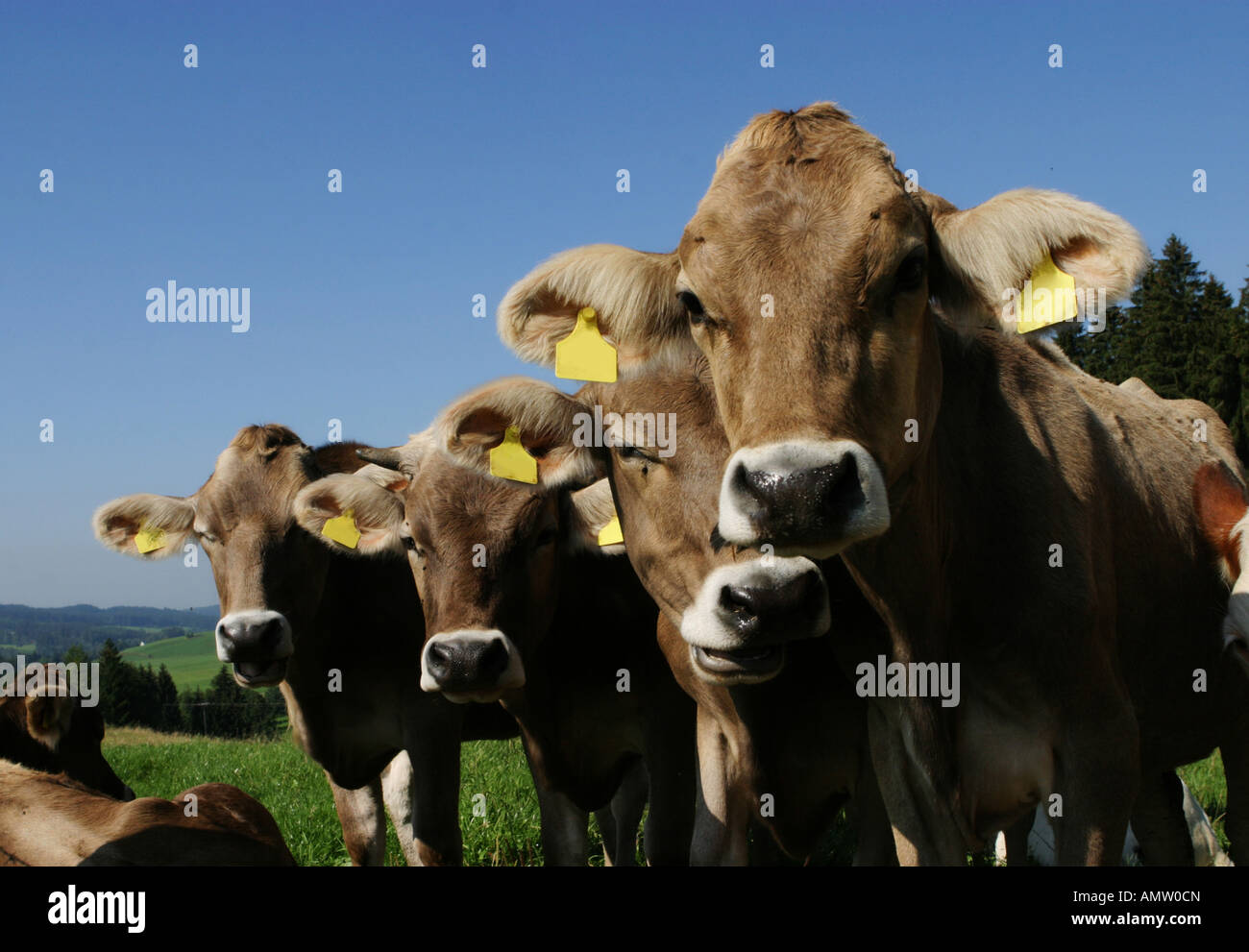 Cow lip hi-res stock photography and images - Alamy