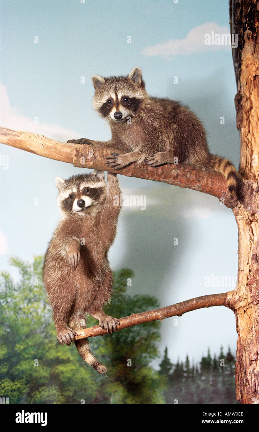 2 Racoon in a tree raccoon Stock Photo - Alamy