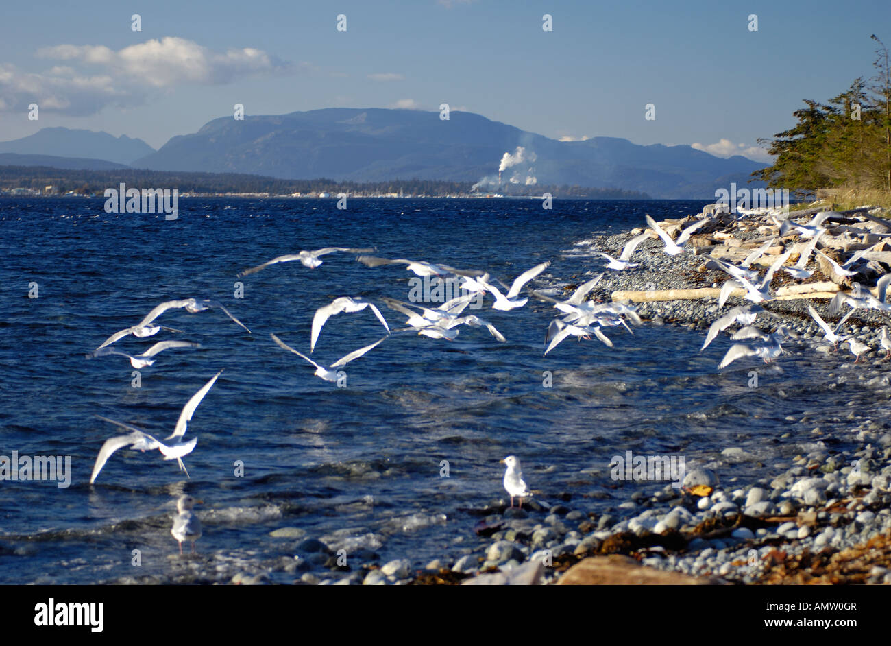 Gull Flock Cape Mudge Quadra Island BC Canada Stock Photo - Alamy
