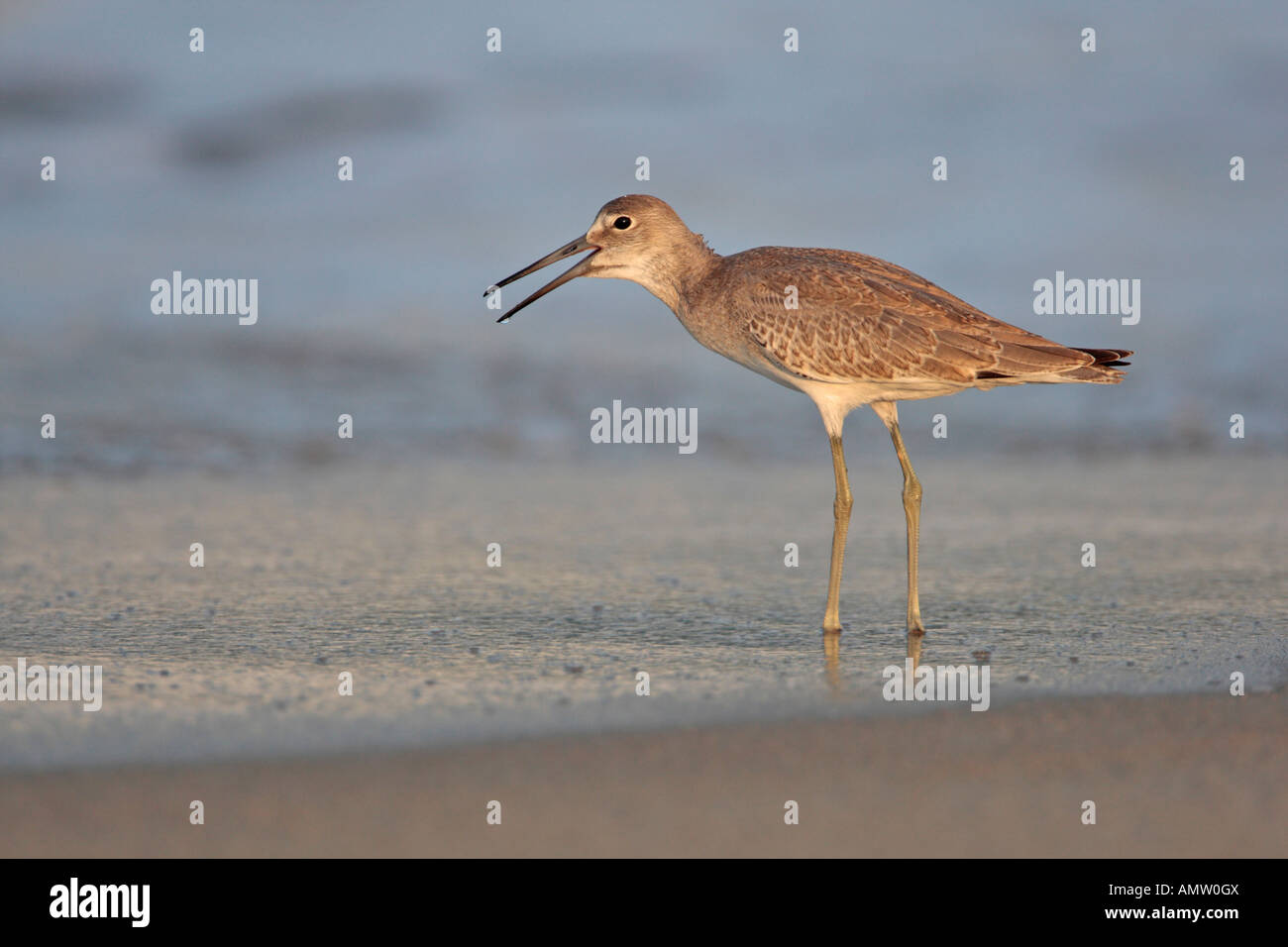 Willet shorebird bird sunset beach hi-res stock photography and images ...