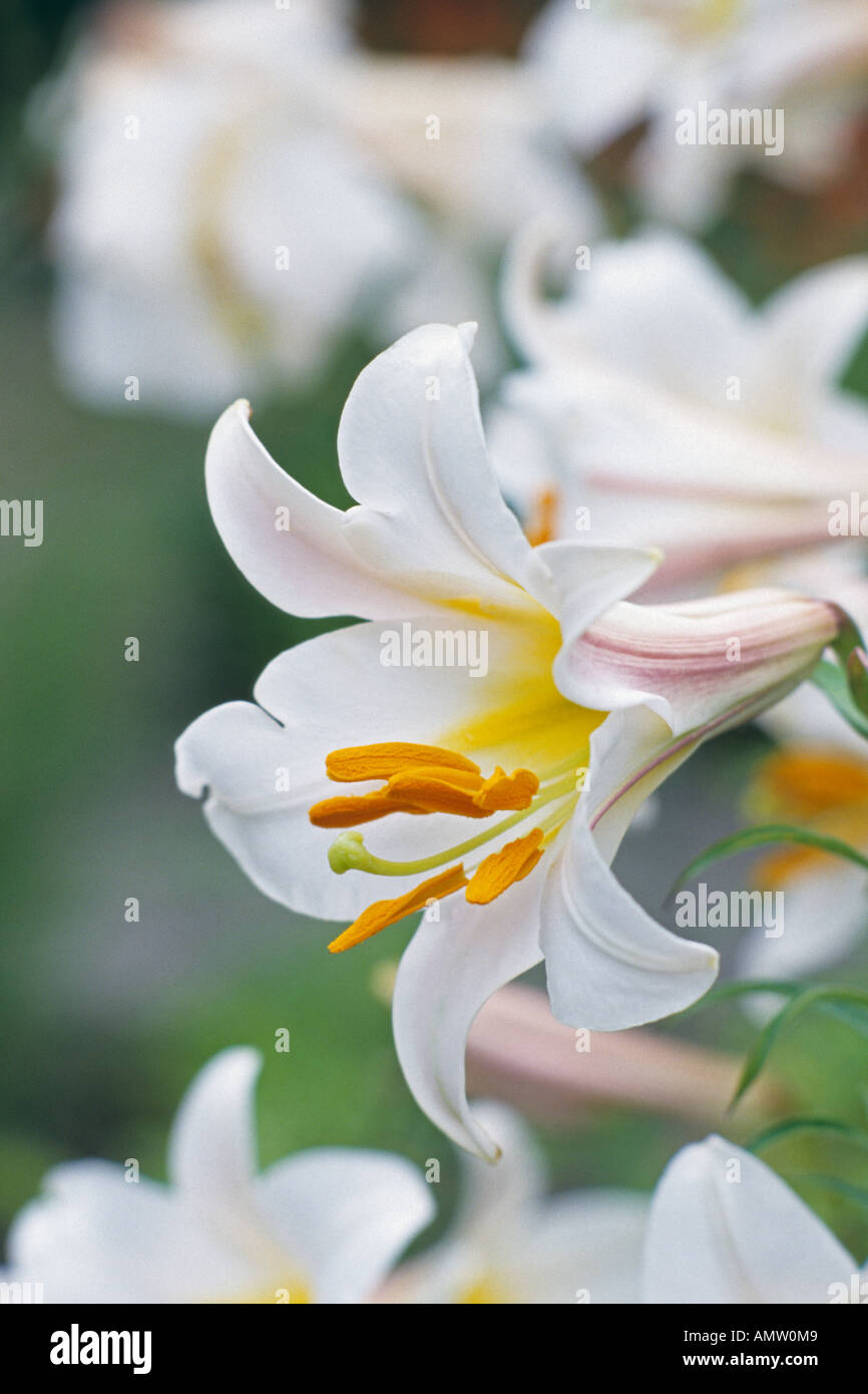 Regal lily (Lilium regale Stock Photo - Alamy